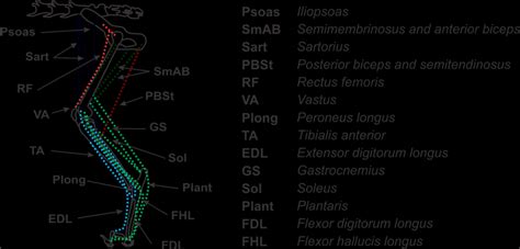 Major Muscles Controlling The Cat Hind Limb Edl Extensor Digitorum Download Scientific Diagram