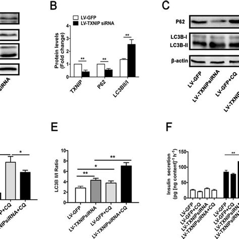 Effect Of Txnip Sirna On Autophagy And Gsis In Min6 Cells Silencing Download Scientific
