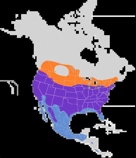Coopers Hawk Facts Diet Habitat And Pictures On Animaliabio