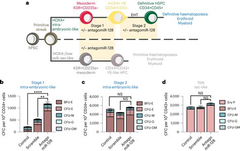 Mir 128 Function Before Eht Is Conserved In Hpscs A Schematic Of Hspc Download Scientific
