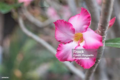 정원에서 나무 또는 임팔라 릴리 아름다운 핑크 아데늄에 사막 장미 열대 꽃 의 클로즈업 0명에 대한 스톡 사진 및 기타 이미지 Istock