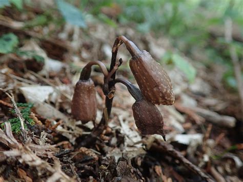 ハルザキヤツシロラン開花から種放出まで 低山日和