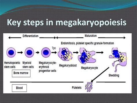 Platelet Function Testspptx 2pptx Final Pptx Platelet Function Testspptx 2pptx Final Pptx