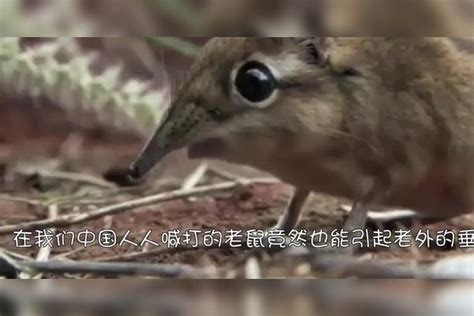 本以为自己救了只普通老鼠一查后震惊了这货还要好好保护才行 才行 老鼠 保护