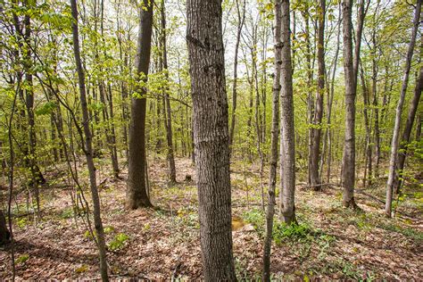 Dr Frederick Van Nus Preserve Lake Superior Watershed Conservancy