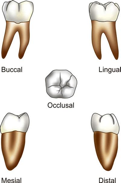 Carabelli Cusp Mandibular