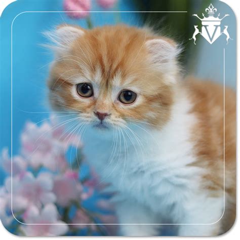 페르시안 대전강아지분양 아비시니안 아메리칸숏헤어분양 시츄분양 강아지파양 푸들종류 먼치킨고양이입양 부산강아지무료분양 빅토리아펫 고양이분양 말티즈분양