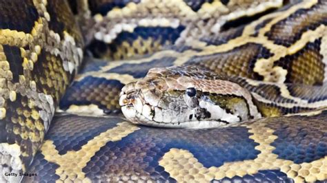 23 Foot Long Python Swallows Indonesian Woman Fox6 Milwaukee 23 Foot Long Python Swallows Indonesian Woman Fox6 Milwaukee