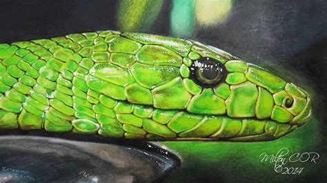 Art Painting Drawing Tips And Tutorials How To Draw A Realistic Snake