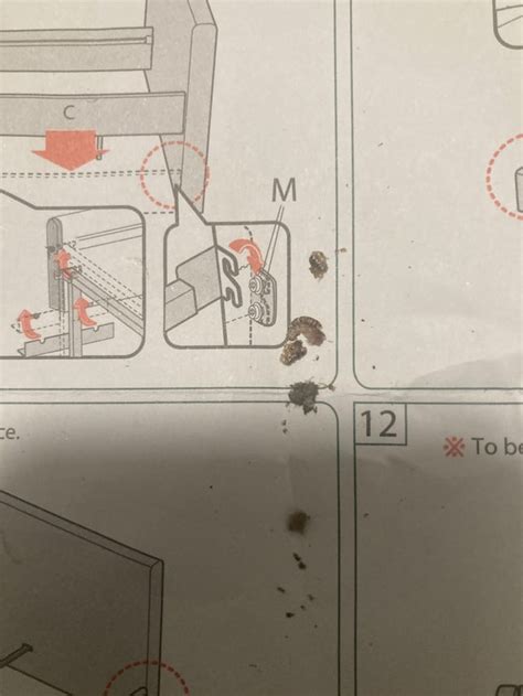 Is This A Bed Bug Or Bed Bug Casing Rbedbugs