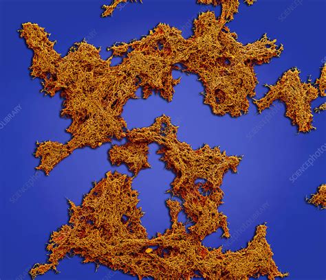 Streptococcus Gordonii Sem Stock Image C043 7611 Science Photo Library