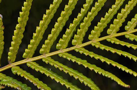 Cyclosorus Interruptus Thelypteridaceae