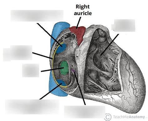 Anatomy Diagram Quizlet Anatomy Diagram Quizlet