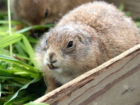 黑尾草原土拨鼠