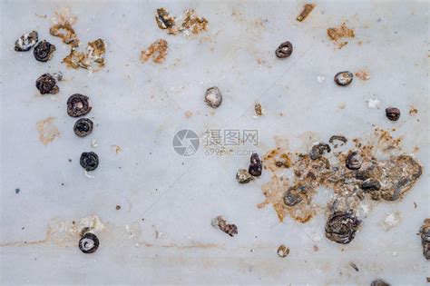 窗台上的鸽子粪便高清图片下载 正版图片506140281 摄图网