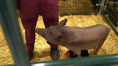 뇌에 칩 이식일론 머스크 뉴럴링크 내년 인간에게 시작” 전자신문