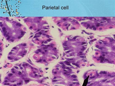 Parietal Cells In Health And Diseases