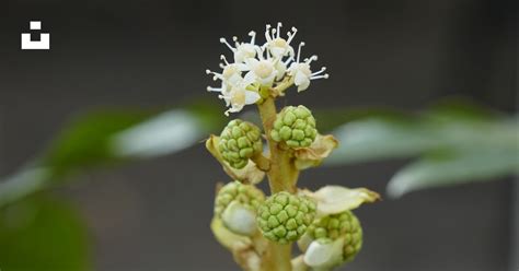 식물에 꽃의 클로즈업 사진 Unsplash의 무료 식물 이미지