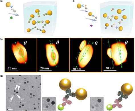 A B Np Heterodimer Assembled From Au Np And Ag Np By Download Scientific Diagram