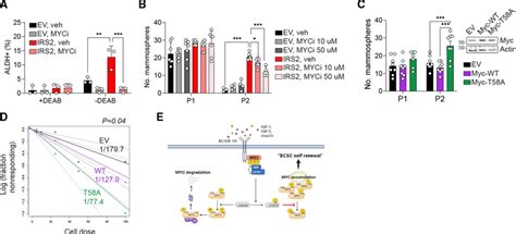 Myc Mediated Irs2 Regulation Of Breast Cancer Stemness A Aldh Download Scientific Diagram