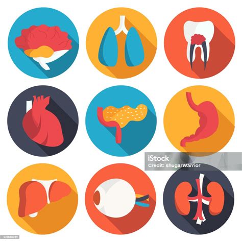 Set 평편 인간 장기 아이콘 그림은 컨셉입니다 벡터 배경에 디자인식 혈류 심장혈관계에 대한 스톡 벡터 아트 및 기타 이미지 혈류 심장혈관계 호흡 운동 내부 Istock