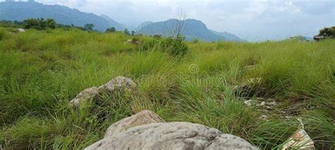 The Beautiful Scenery Of Grassland Of Assam State India Stock Image