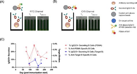 Beacon Screening Strategy And Longitudinal Assay Results A Assay To Download Scientific