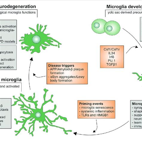 Pdf Aging Microglia—phenotypes Functions And Implications For Age