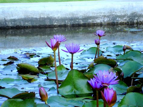 Environmental Science My Favorite Aquatic Critters