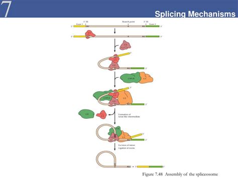 PPT RNA Synthesis And Processing Transcription Transcriptional Regulation RNA Processing