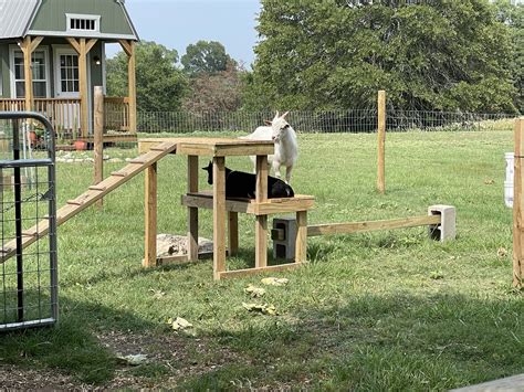 Goat Climbing Structures These Super Goats Can Climb Near Vertical
