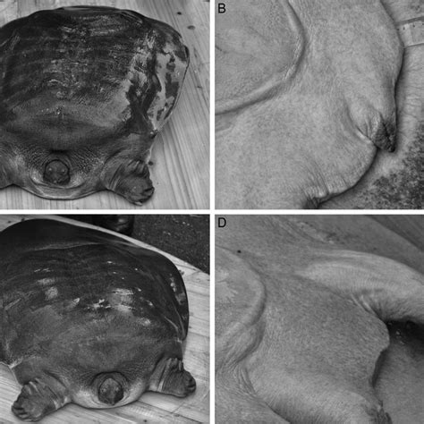 Sex Characteristics Of Asian Giant Softshell Turtle A Female B Download Scientific Sex Characteristics Of Asian Giant Softshell Turtle A Female B Download Scientific