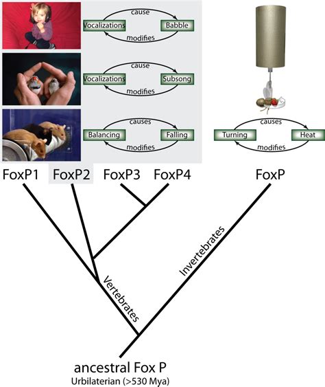 The Fruitfly Origin Of Language