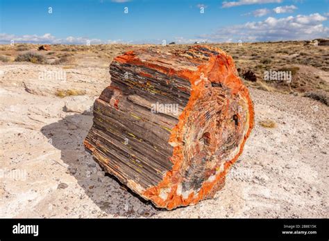 Painted Desert And Petrified Wood In The Petrified Forest National Park