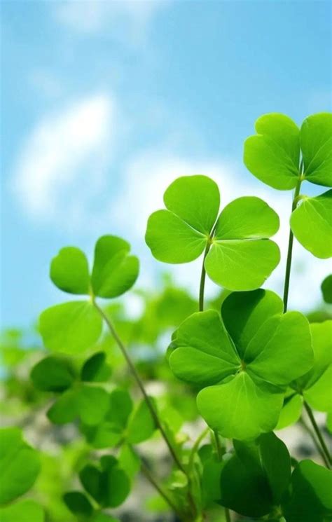 Four Leaf Clover On Tumblr