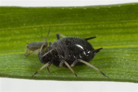 Yet Another Aphid Pest Of Grains In Australia Megoura Crassicauda