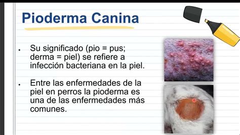 Pioderma En Caninos Y Su Importancia Diagnóstica Youtube