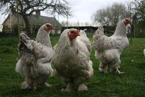 Lvdc Brahma Isabelle Coco Eco