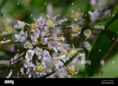Allium Spp Immagini E Fotografie Stock Ad Alta Risoluzione Alamy