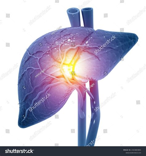 Human Liver Anatomy On Medical Background Stock Illustration Shutterstock