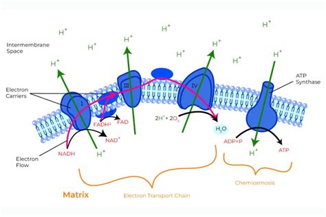 Oxidative Phosphorylation The Energy Powerhouse Of Cells The Lifesciences Magazine