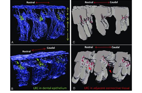 3d Models Of Pharyngeal Epithelium Reconstructed From The Download