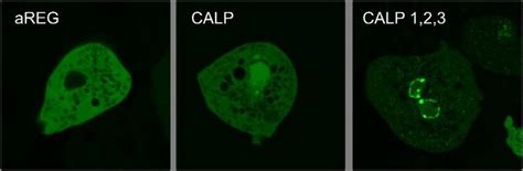 Subcellular Localization Of Krs2 Gfp Tagged Truncations In Live Cells