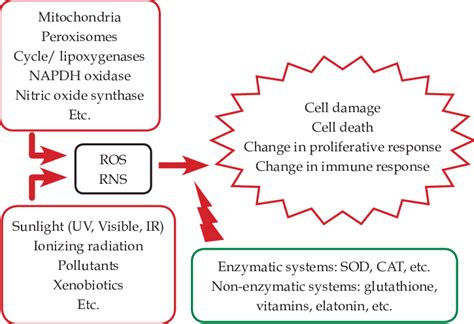 Diagram Of The Redox Balance In The Skin Download Scientific Diagram