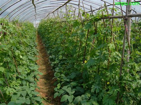青豆图片 青豆种植 青豆种类 动植物
