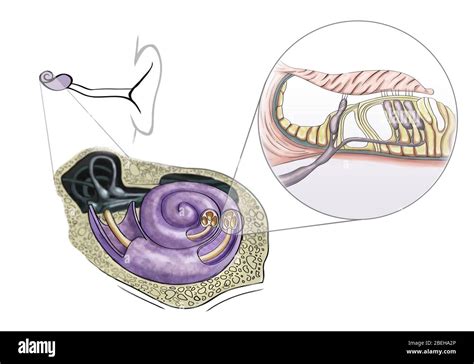 Basilar Membrane Hair Cells