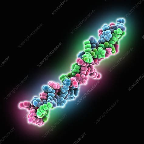 Synthetic Collagen Like Mimetic Peptide Molecular Model Stock Image
