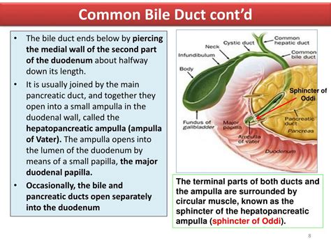 Ppt Biliary System Powerpoint Presentation Free Download Id4489397