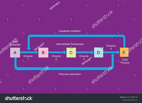 Enzyme Substrate Enzymesubstrate Complex Enzyme Activation Stock Vector