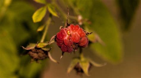 21 Best Raspberry Varieties For Home Gardens